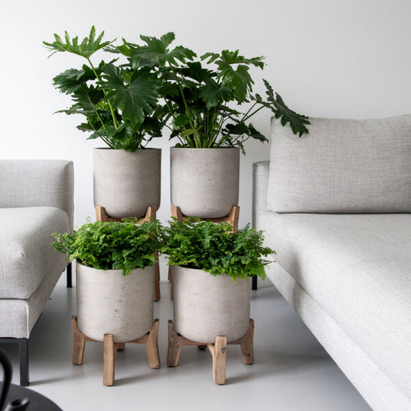 Ficonstone rough collection